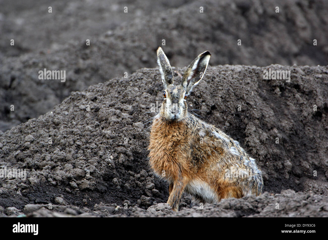 Hare, Rabbit, Lepus europaeus Pallas, brown hare, bunny, animal ...
