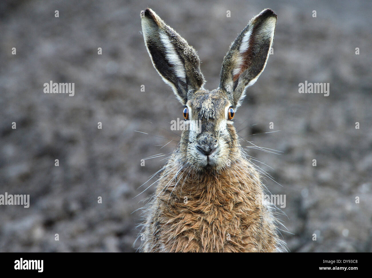 Hare, Rabbit, Lepus europaeus Pallas, brown hare, bunny, animal ...
