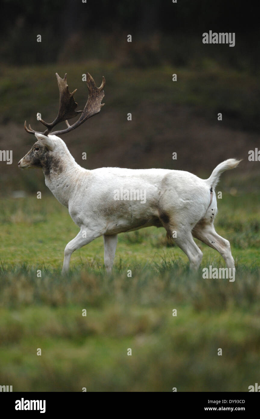 fallow deer deer stags stag cloven-hoofed animal antler Cervid Dama ...