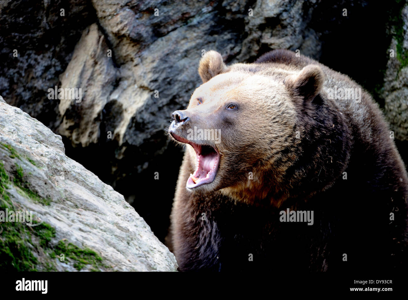 Brown bear, European bear, European brown bear, predator, Ursus arctos ...