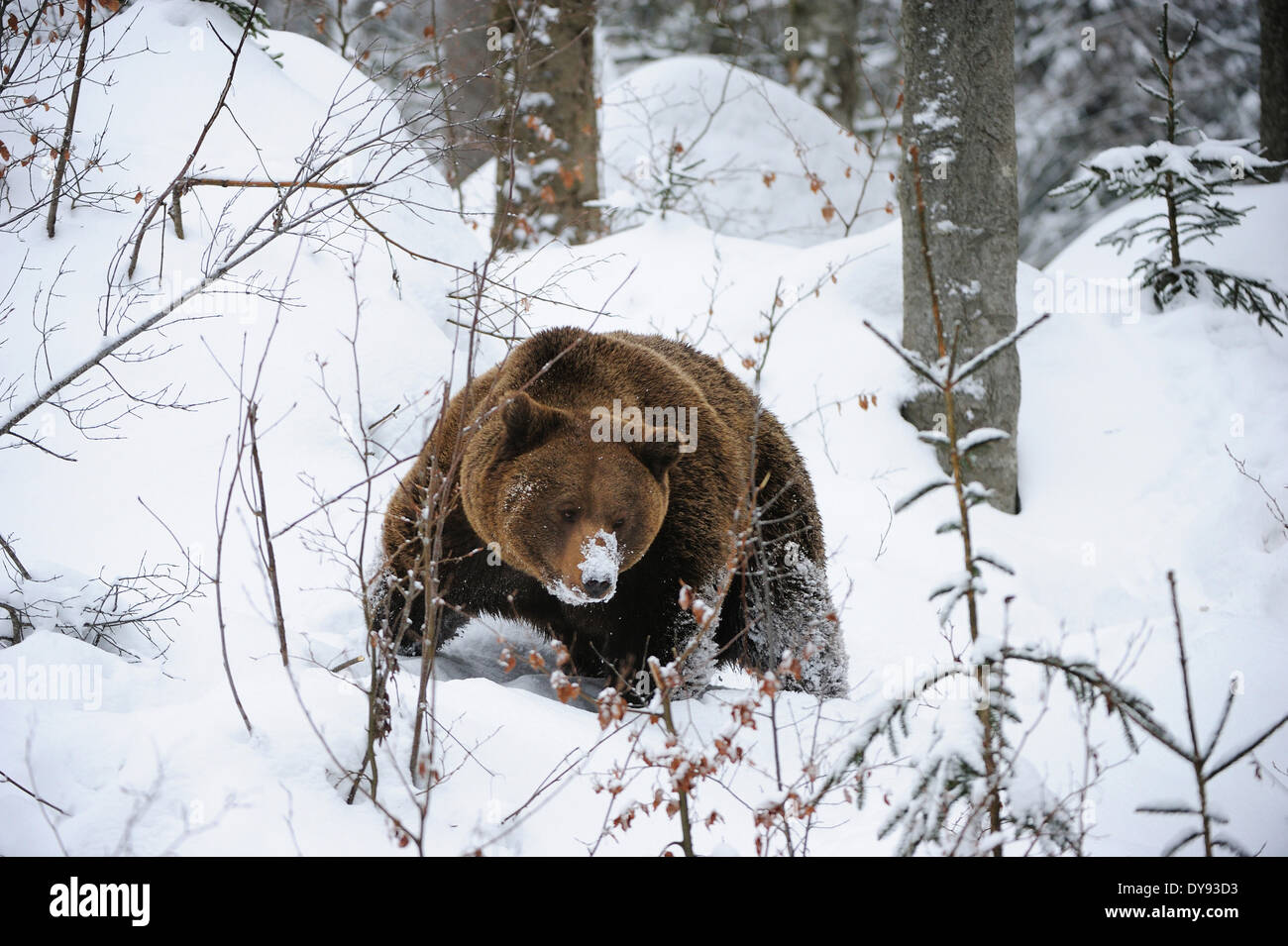 Brown bear, European bear, European brown bear, predator, Ursus arctos ...