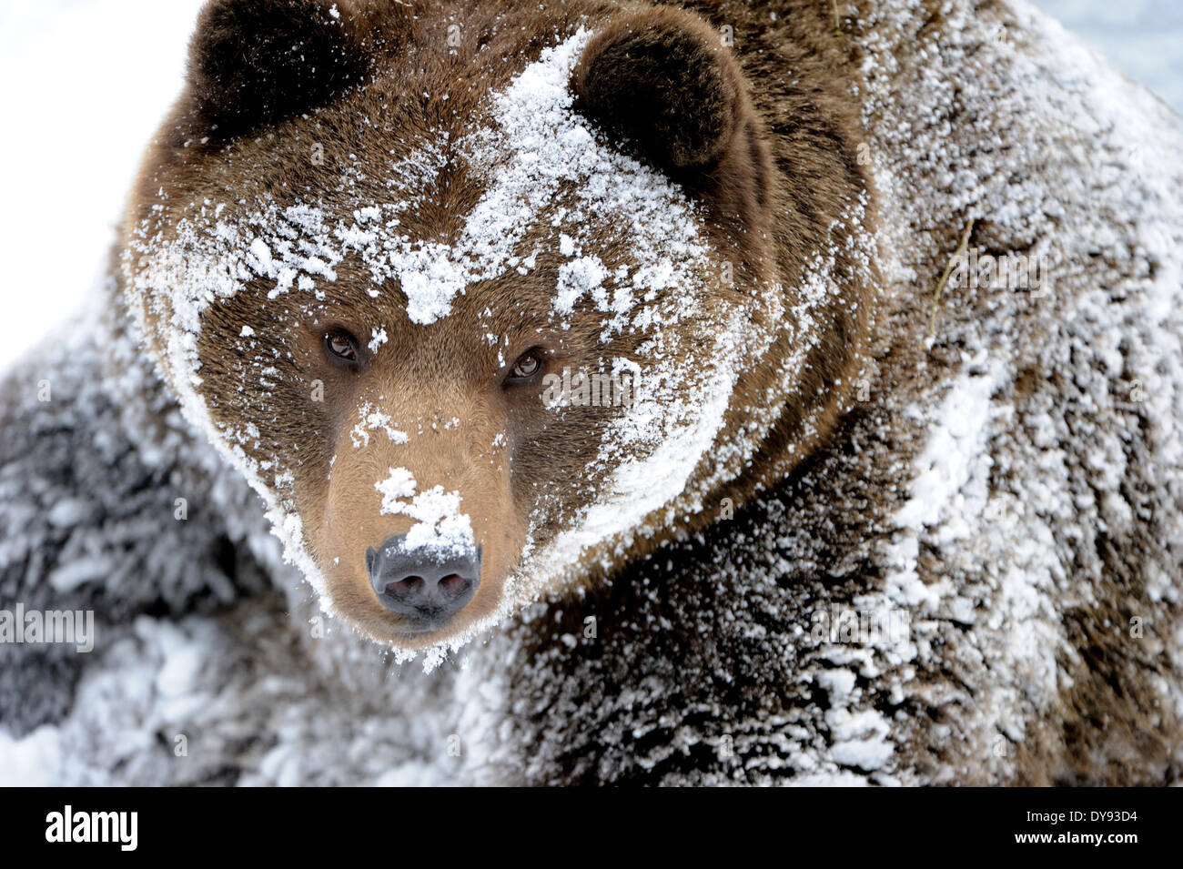 Brown bear, European bear, European brown bear, predator, Ursus arctos ...