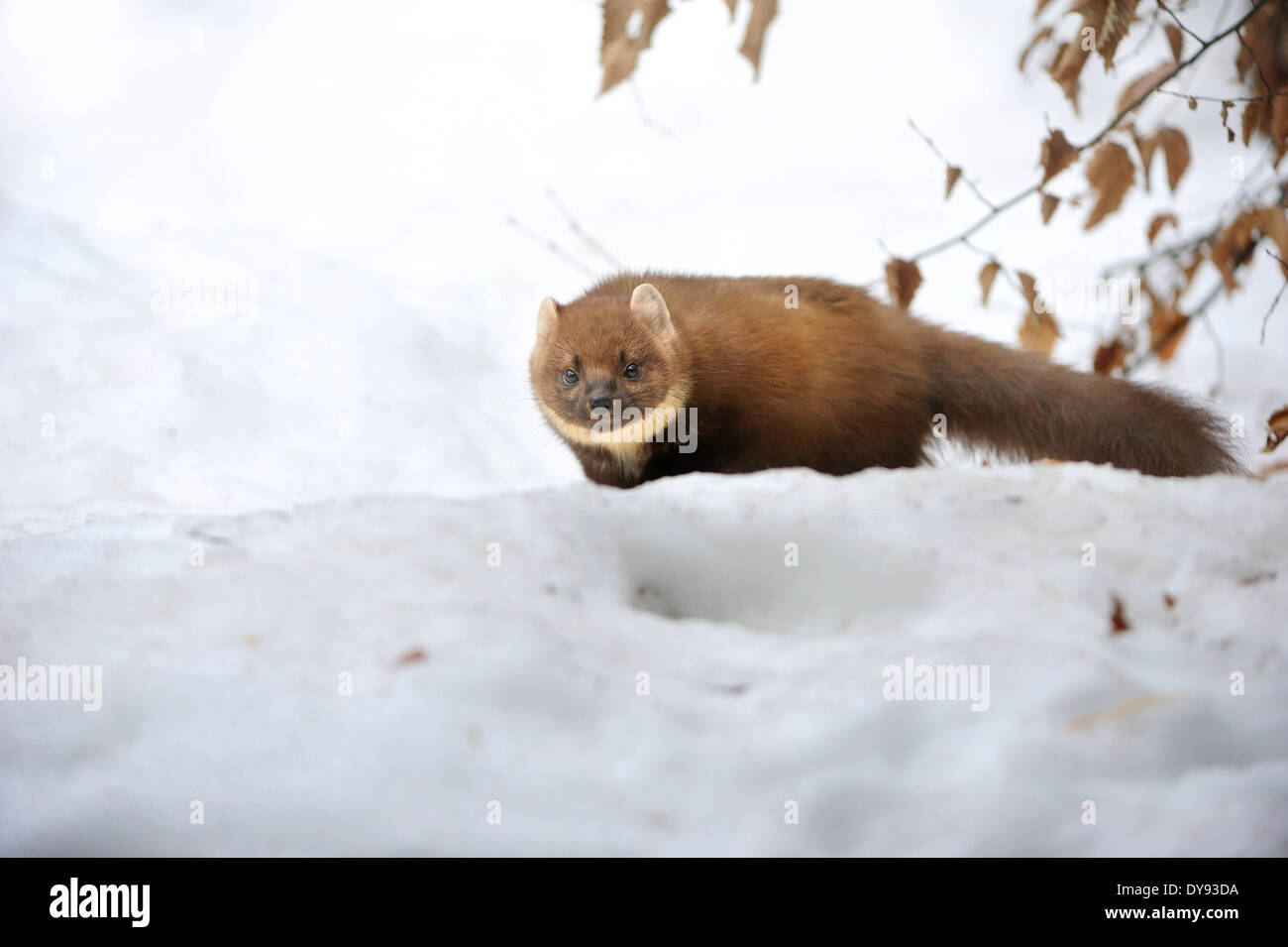 Pine marten sweet marten Martes martes marten golden robin predator ...