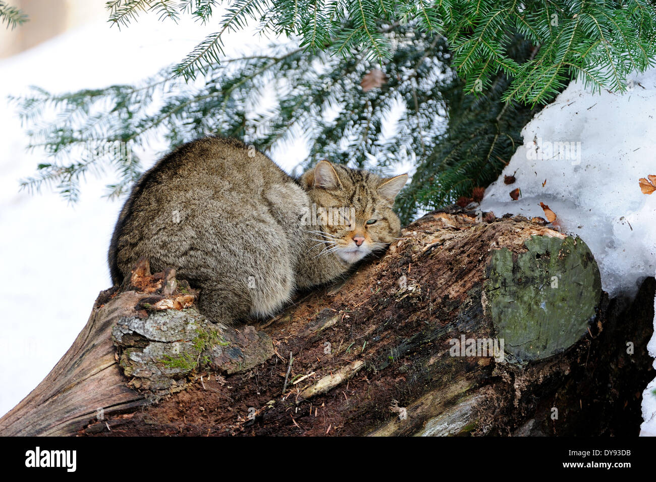 Wildcat predator game predator predators small cats cats cat wild cats ...