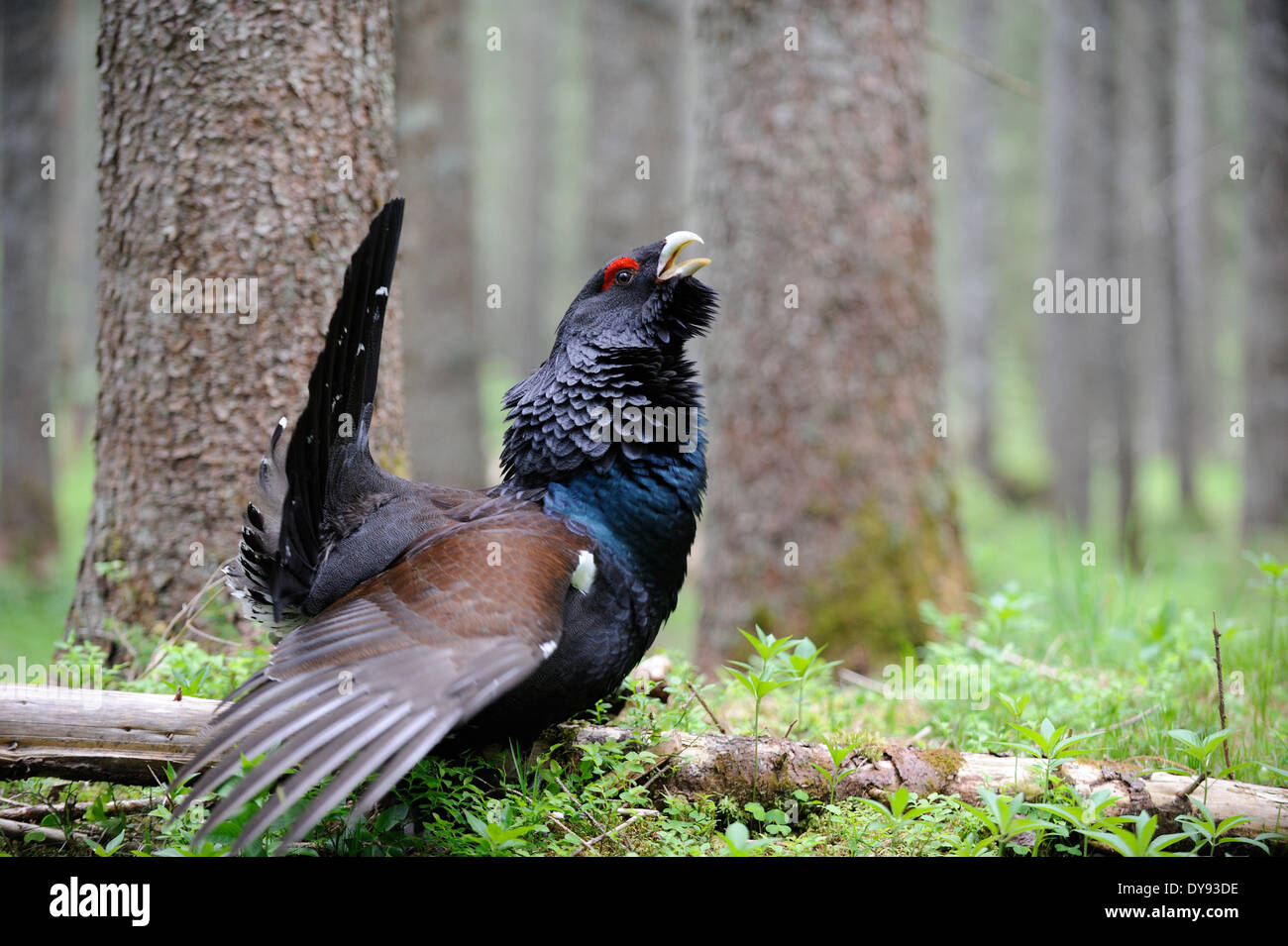 wood grouse Tetrao urogallus mountain cock capercaille cock wild ...