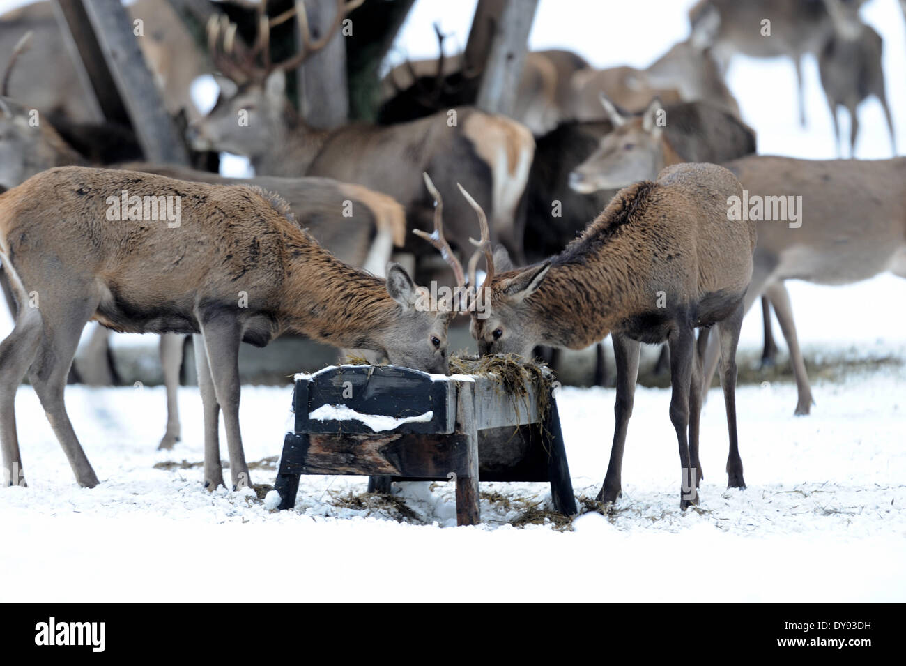 Red deer antlers antler Cervid Cervus elaphus deer stag stags hoofed ...