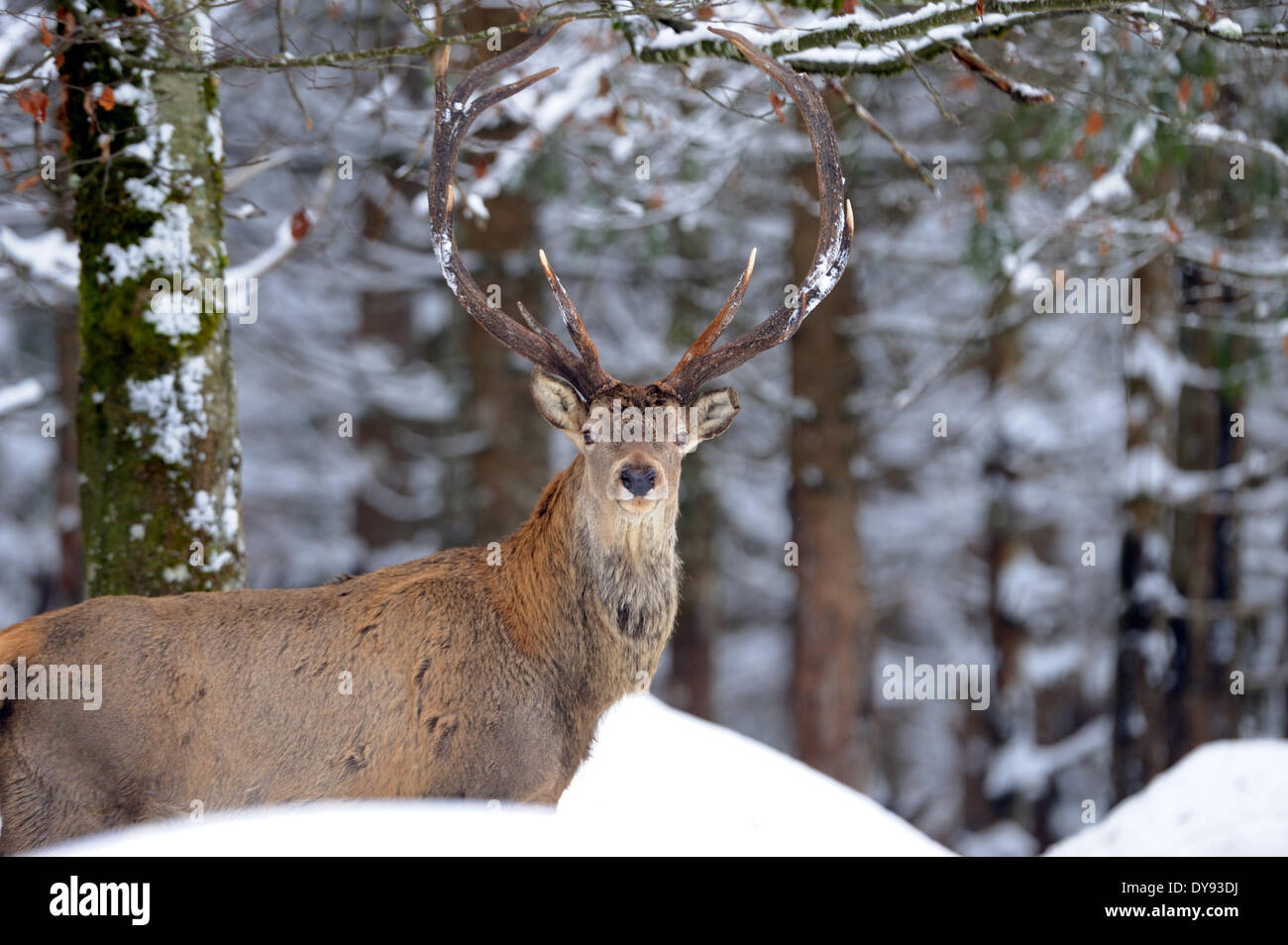 Red deer antlers antler Cervid Cervus elaphus deer stag stags hoofed ...