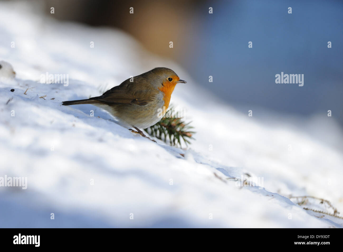 Redbreasts, robin, songbirds, passerines, fly, flycatchers, songbird ...