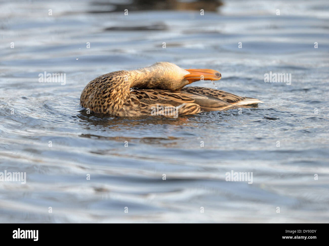 Diving ducks hi-res stock photography and images - Alamy