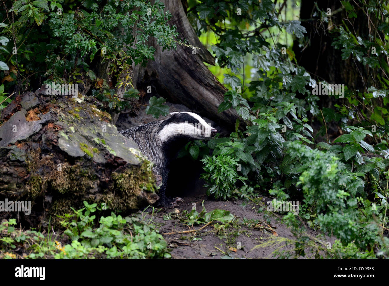 Badger Meles meles Schmalzmann canids predators martens mustelidae ...
