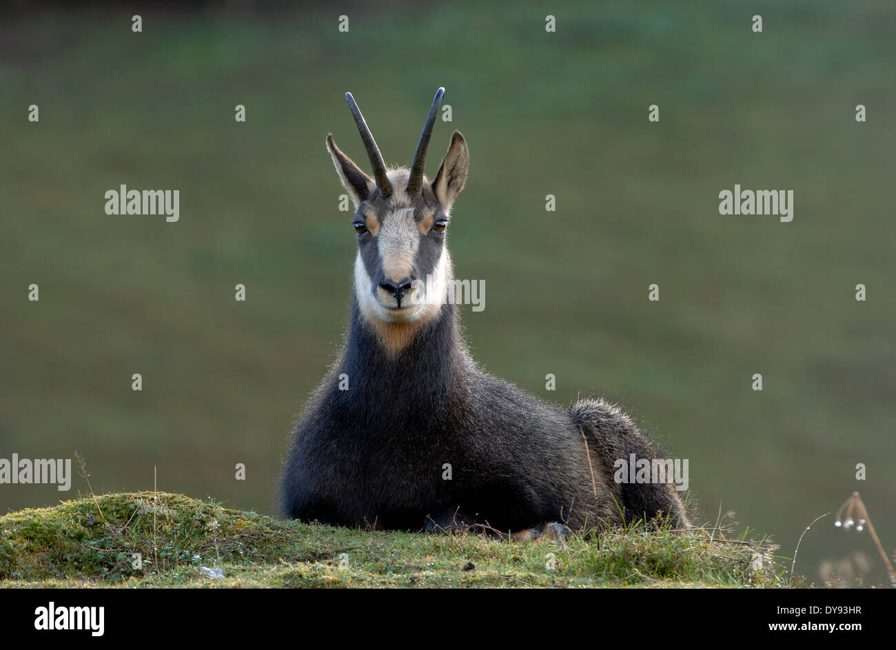 Chamois mountain goat chamois Rupicapra Krucken Krickel mountain game ...