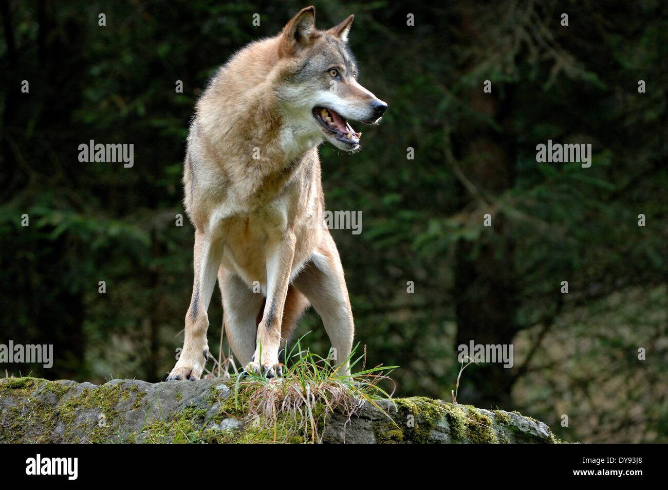 Canis lupus, canids, European Wolf, gray wolf, predators, wolves ...