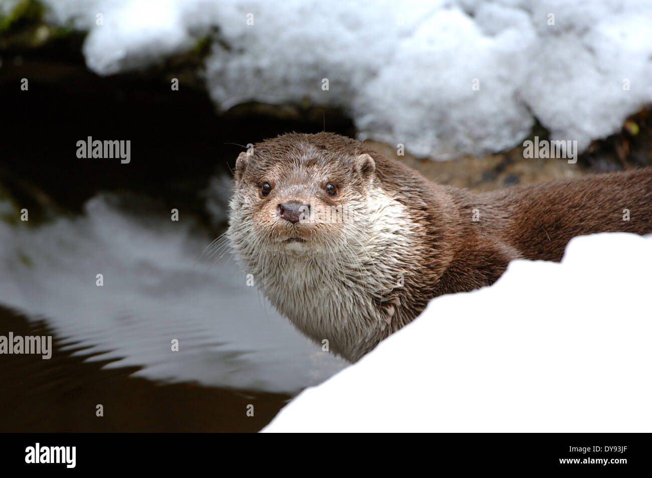 Otter Lutra lutra hairy-nosed otter mustelidae martens predators canids ...