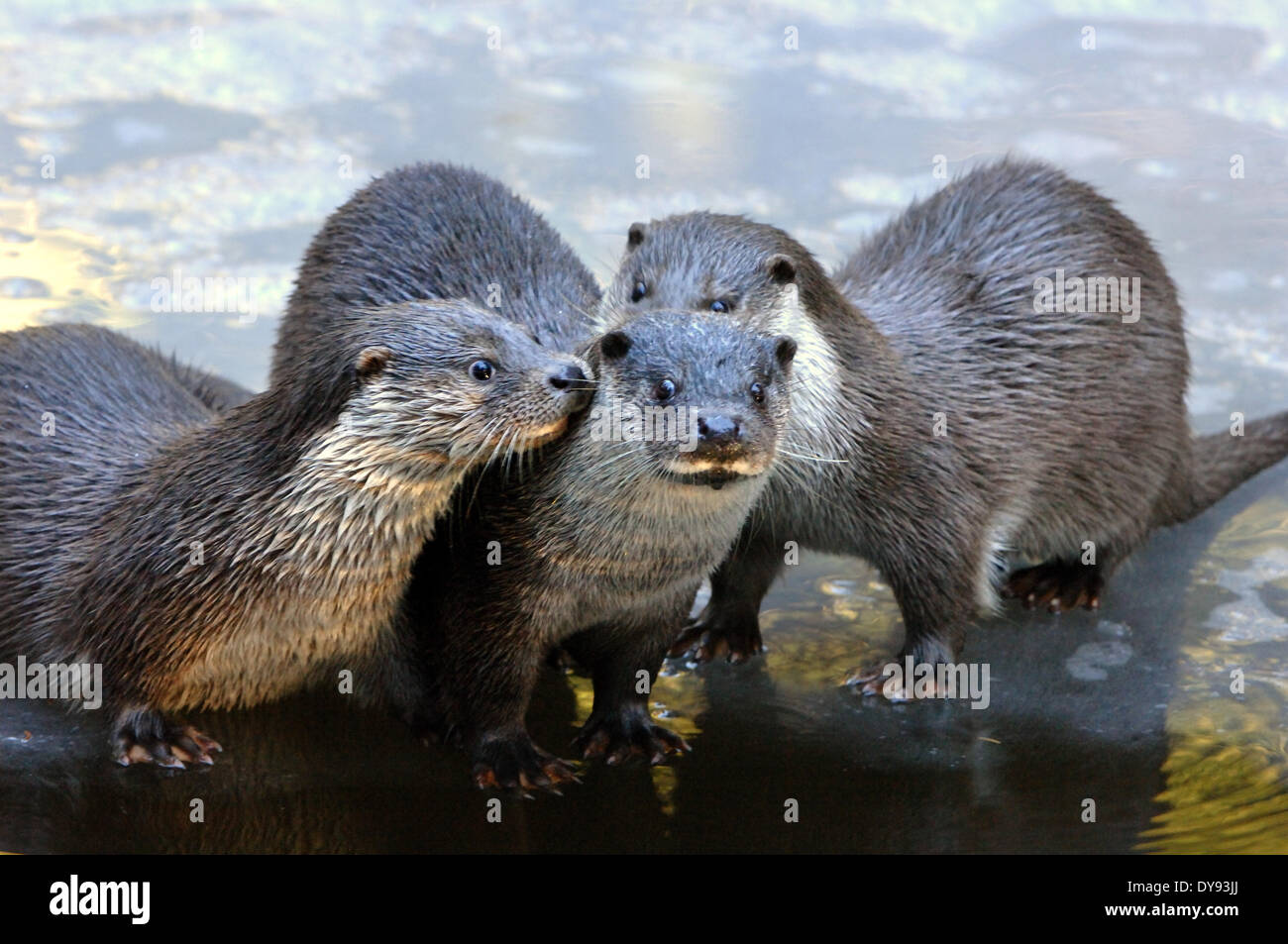 Otter Lutra lutra hairy-nosed otter mustelidae martens predators canids ...