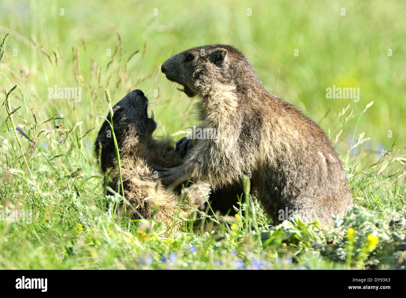 Groundhog, rodent, Alpine groundhog, gopher, Mankei, Marmota, summer ...