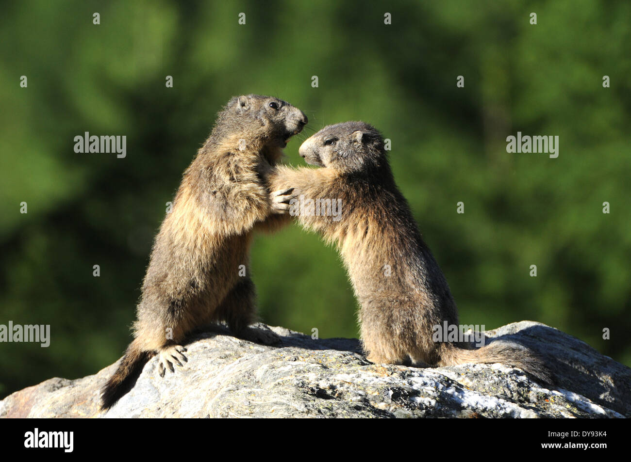 Groundhog, rodent, Alpine groundhog, gopher, Mankei, Marmota, summer ...