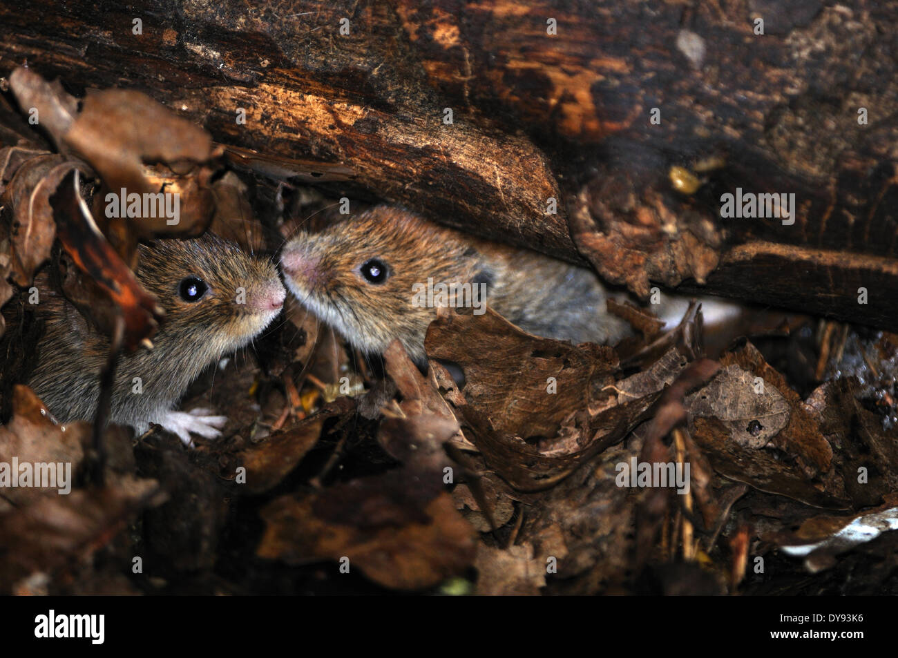 bank vole wintry forest ground Myodes glareolus mouse mammals ...