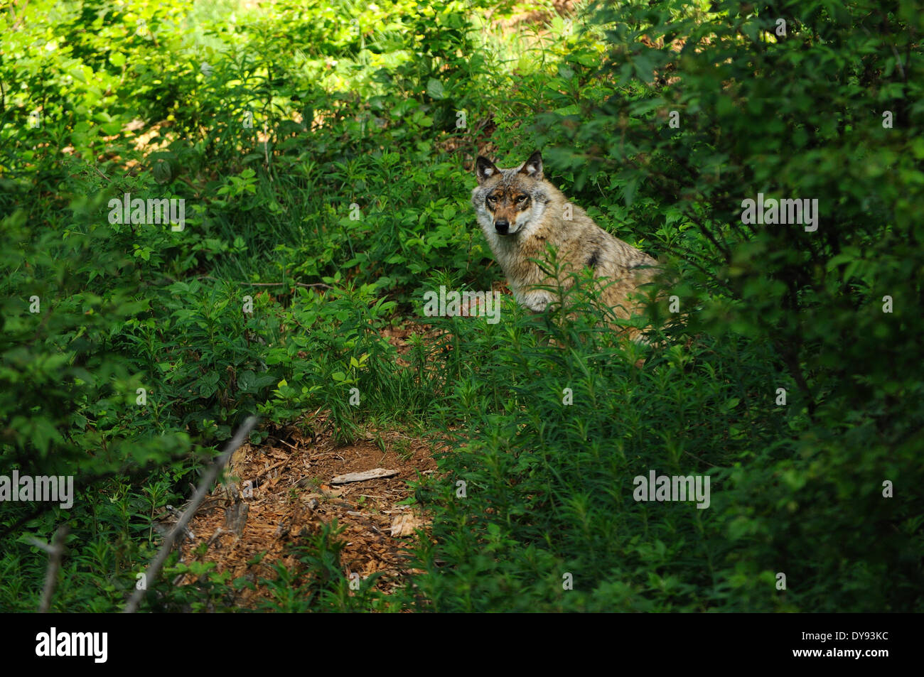 Canis lupus canids European Wolf gray wolf predators wolves predator ...