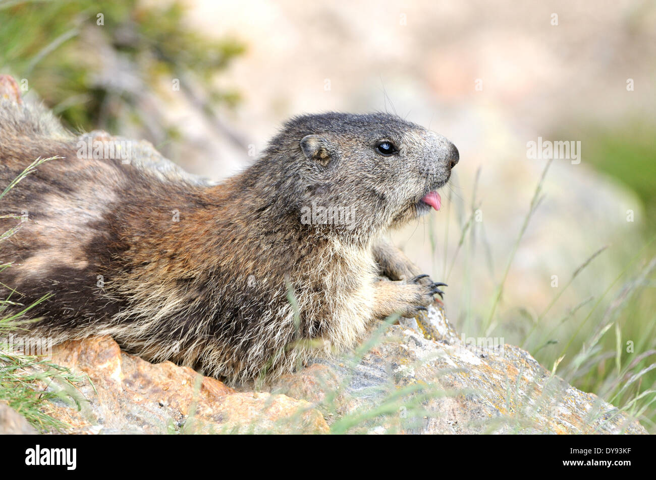 Groundhog, rodent, Alpine groundhog, gopher, Mankei, Marmota, summer ...