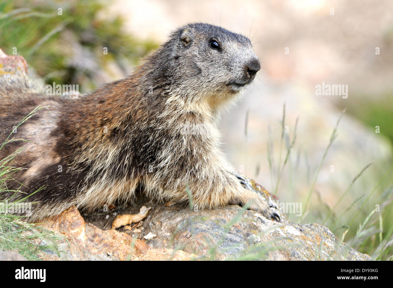 Groundhog, rodent, Alpine groundhog, gopher, Mankei, Marmota, summer ...