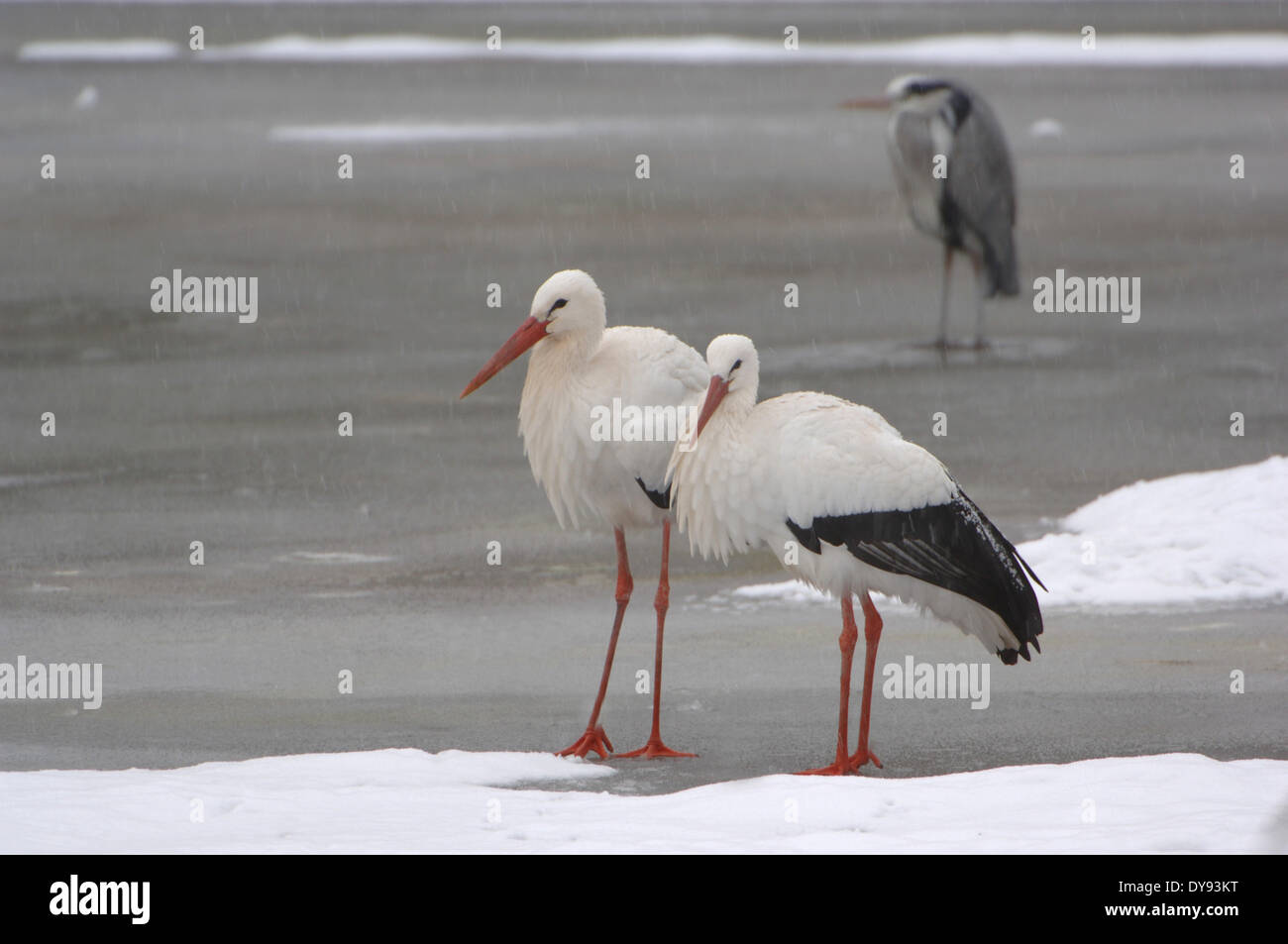 Animal animals hi-res stock photography and images - Alamy