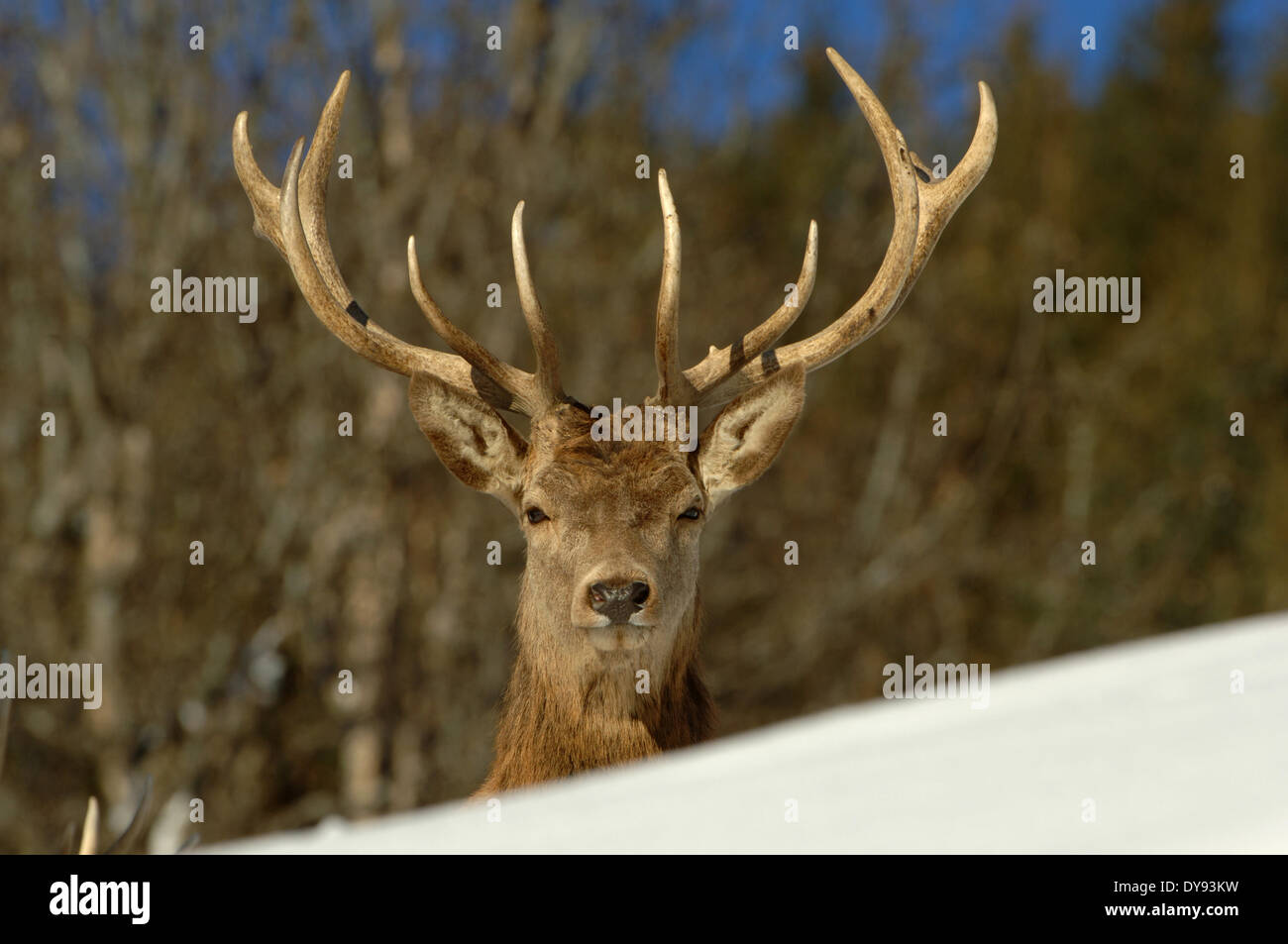 Red deer antlers antler Cervid Cervus elaphus deer stag stags hoofed ...