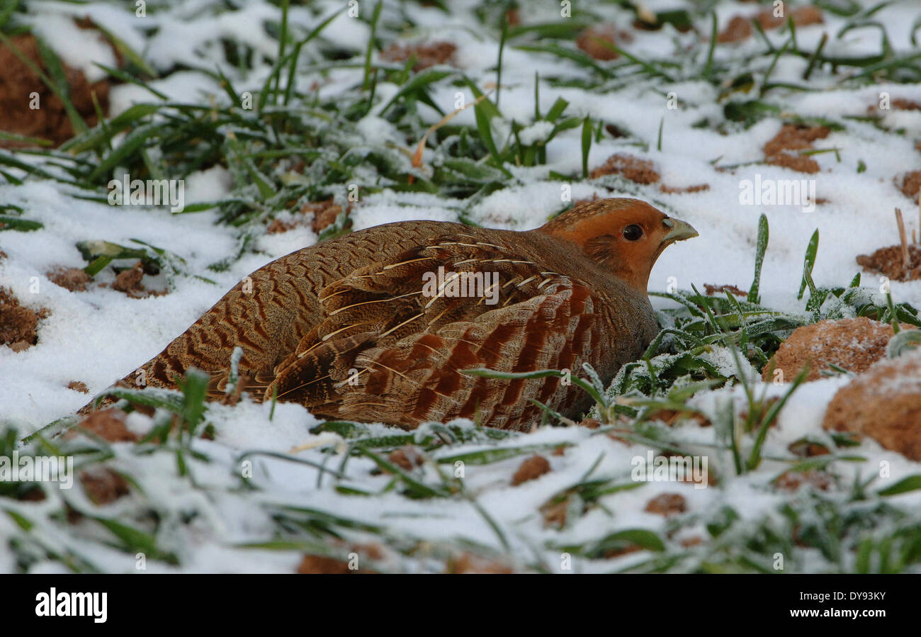 Partridge, Perdix perdix, gallinaceous bird, wild chickens, bird ...