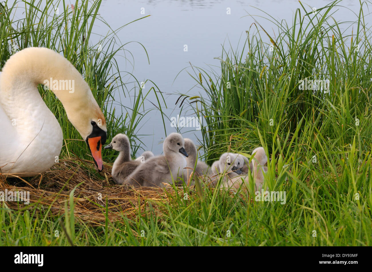 white swan swan anatids watwerfowls Cygnus olor white swans swans swans ...