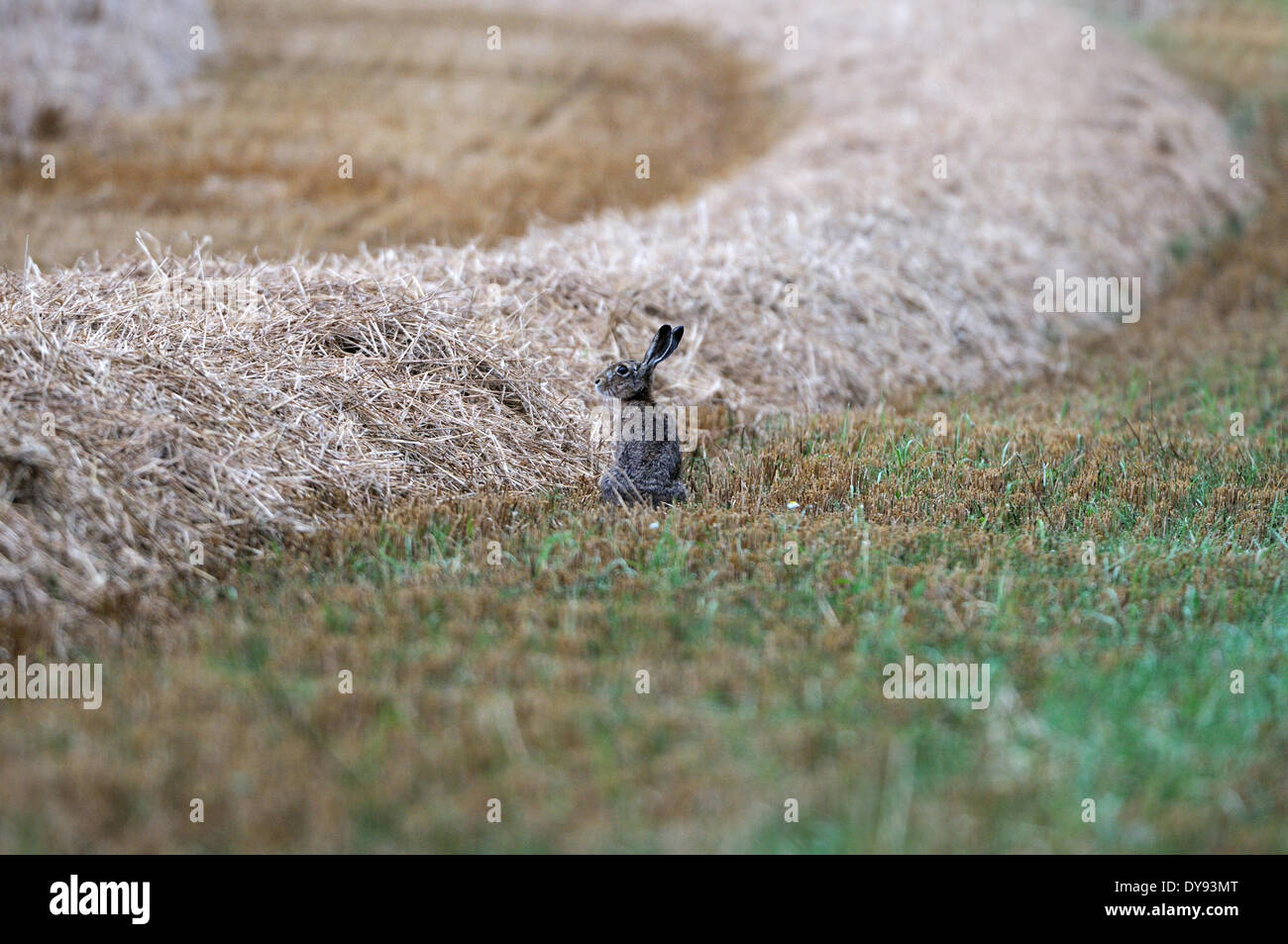 Hare Rabbit Lepus europaeus Pallas brown hare bunny harvest crop ...