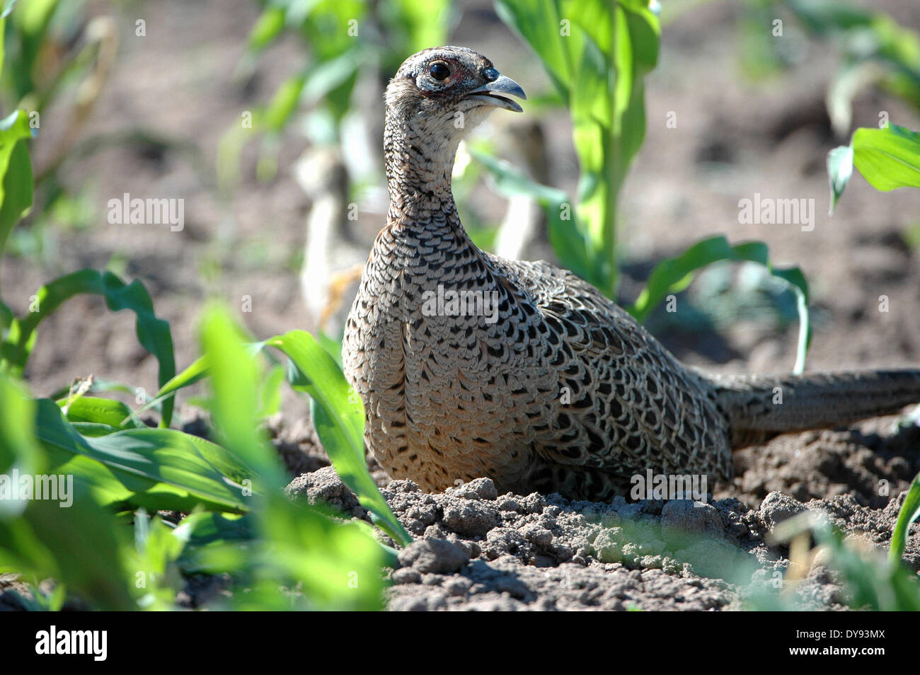 Pheasant common pheasant gallinaceous birds Phasianus colchicus ...