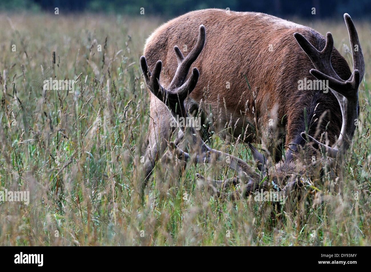 Fat animal hi-res stock photography and images - Alamy