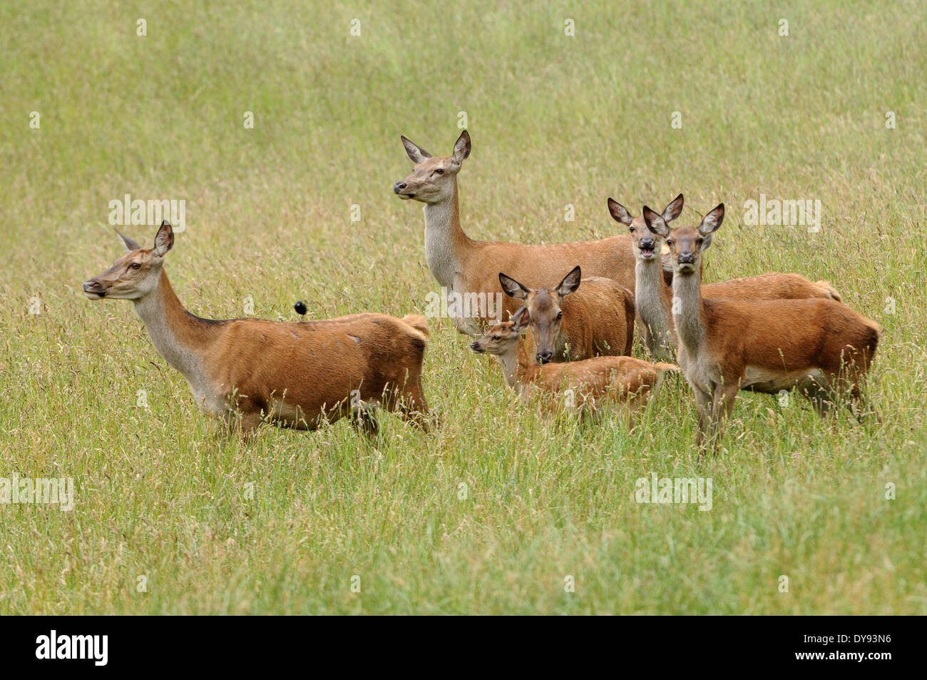 Red deer antlers antler Cervid velvet antlers red deer spring red deer ...