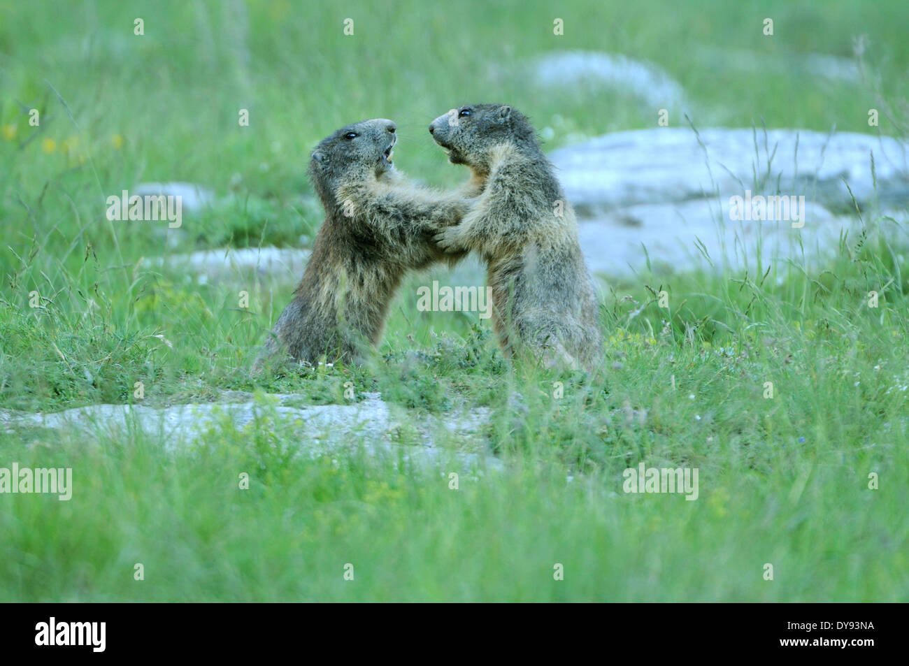 Groundhog, rodent, Alpine groundhog, gopher, Mankei, Marmota, summer ...