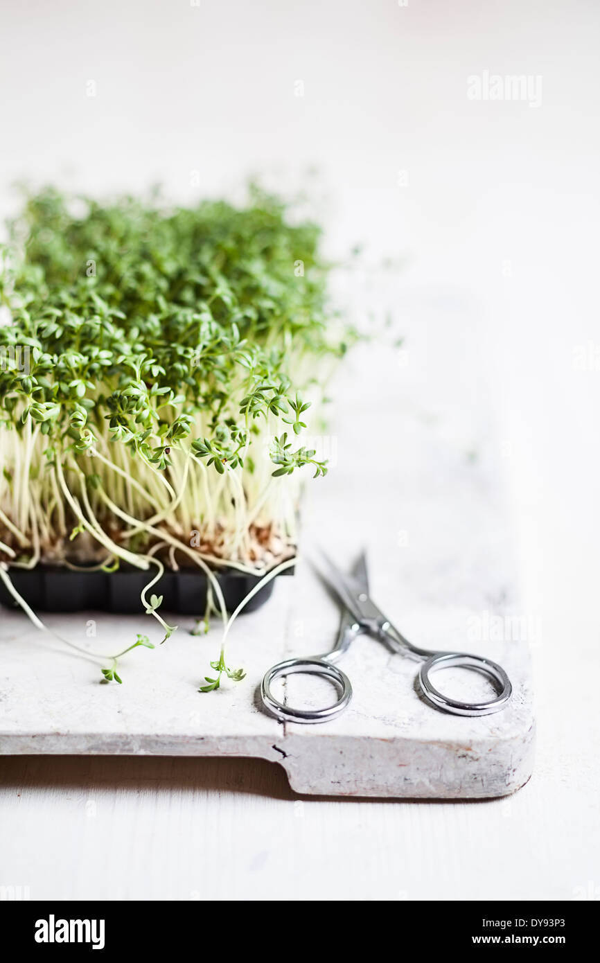 Cress plain hi-res stock photography and images - Alamy