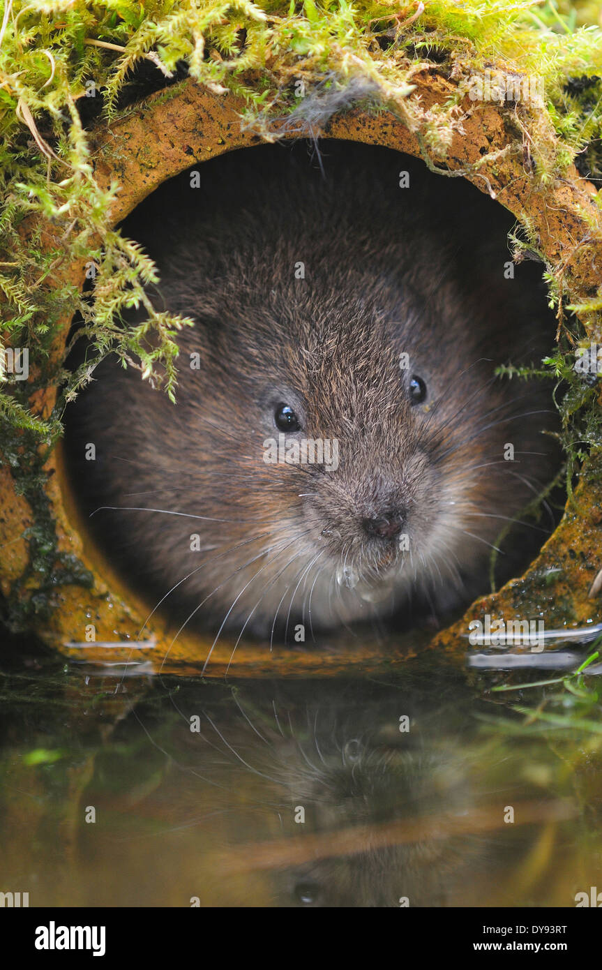 water vole arvicola amphibius Stock Photo - Alamy