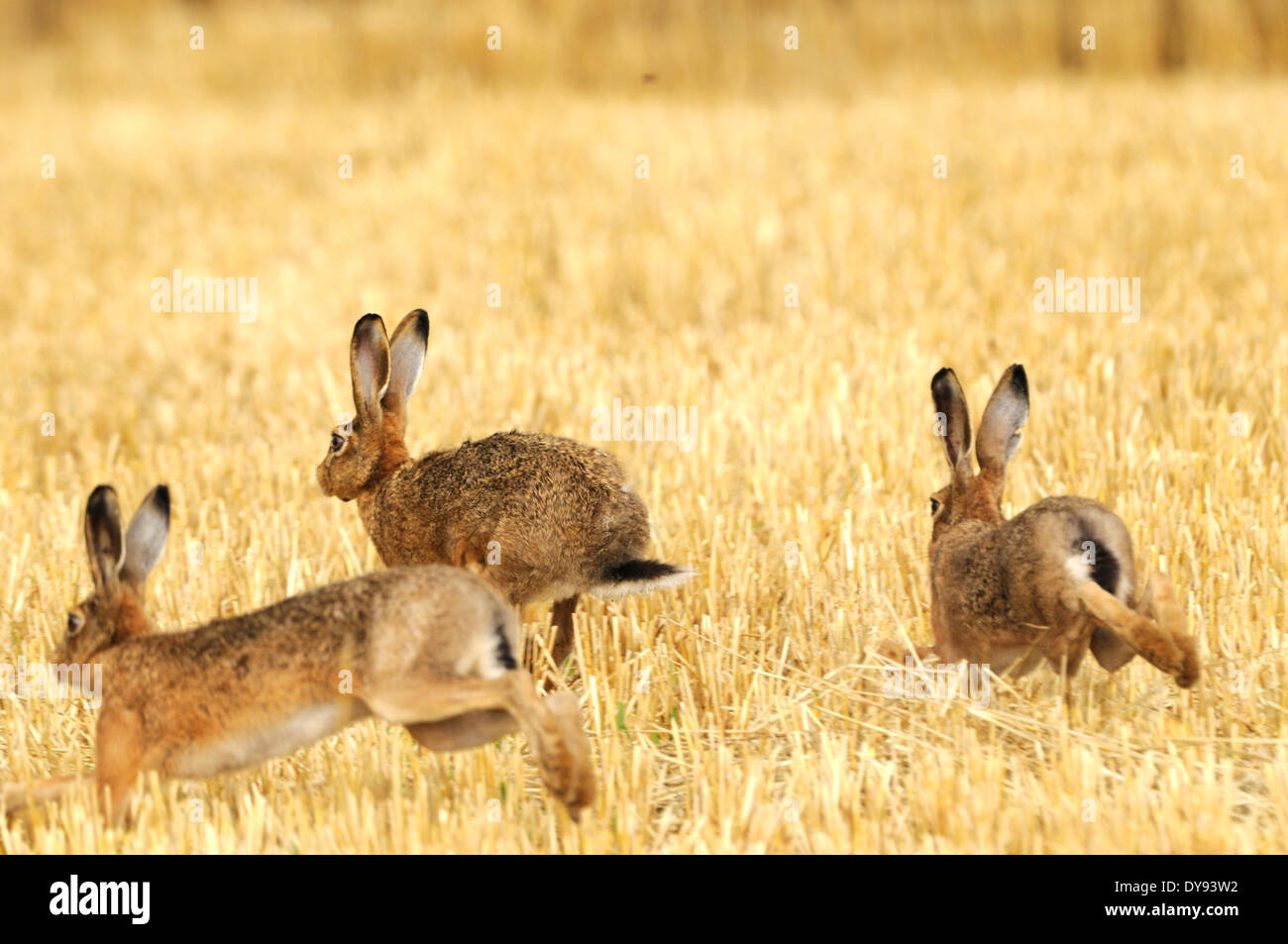 Hare, Rabbit, Lepus europaeus Pallas, brown hare, bunny, three, stubble ...