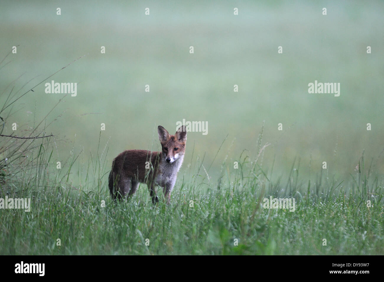 Red fox, fox, predator, canids, crafty, European fox, Vulpes vulpes ...