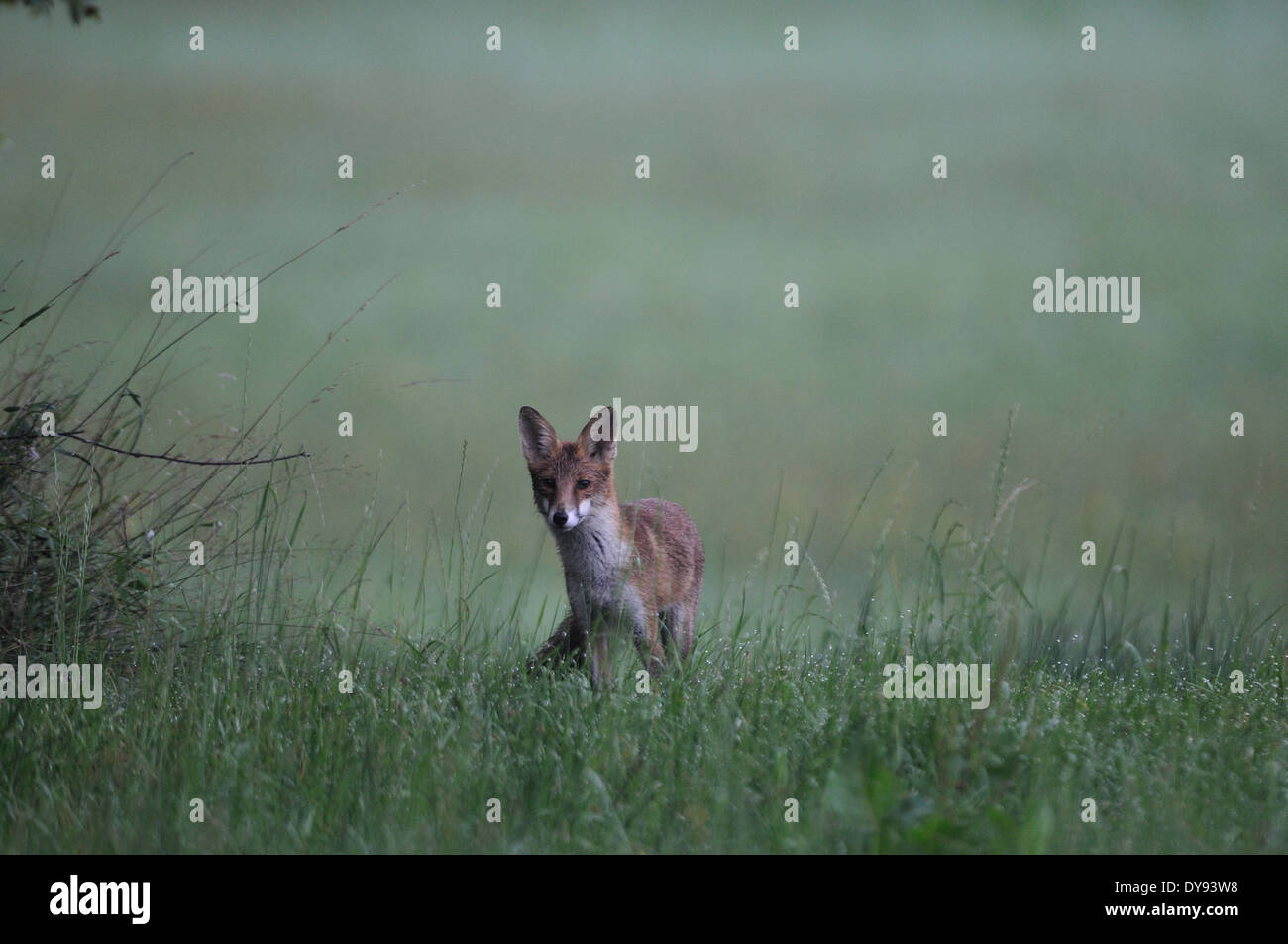 Red fox, fox, predator, canids, crafty, European fox, Vulpes vulpes ...