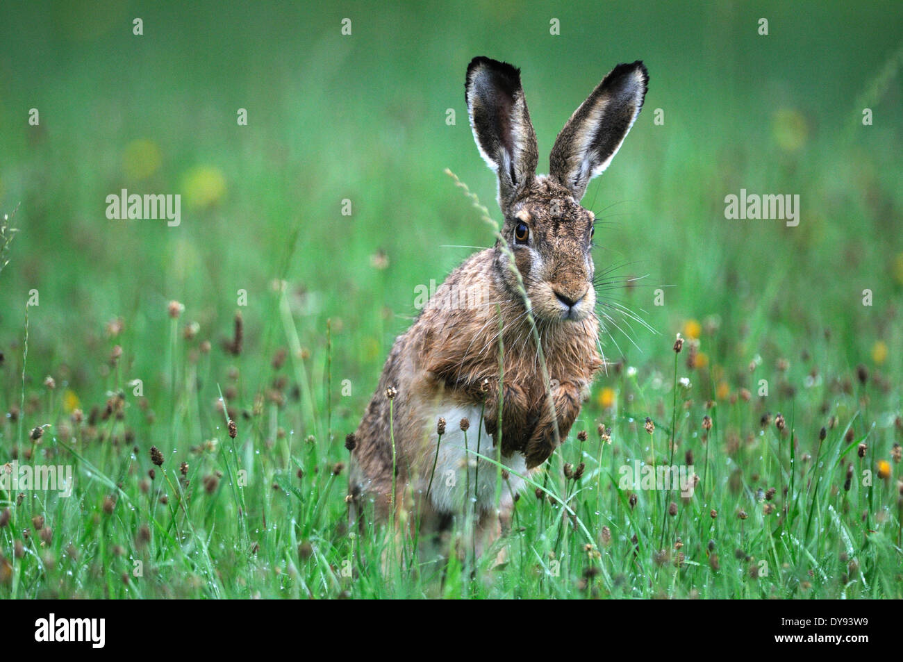 Hare Rabbit Lepus europaeus Pallas hares rabbits field hares field hare ...