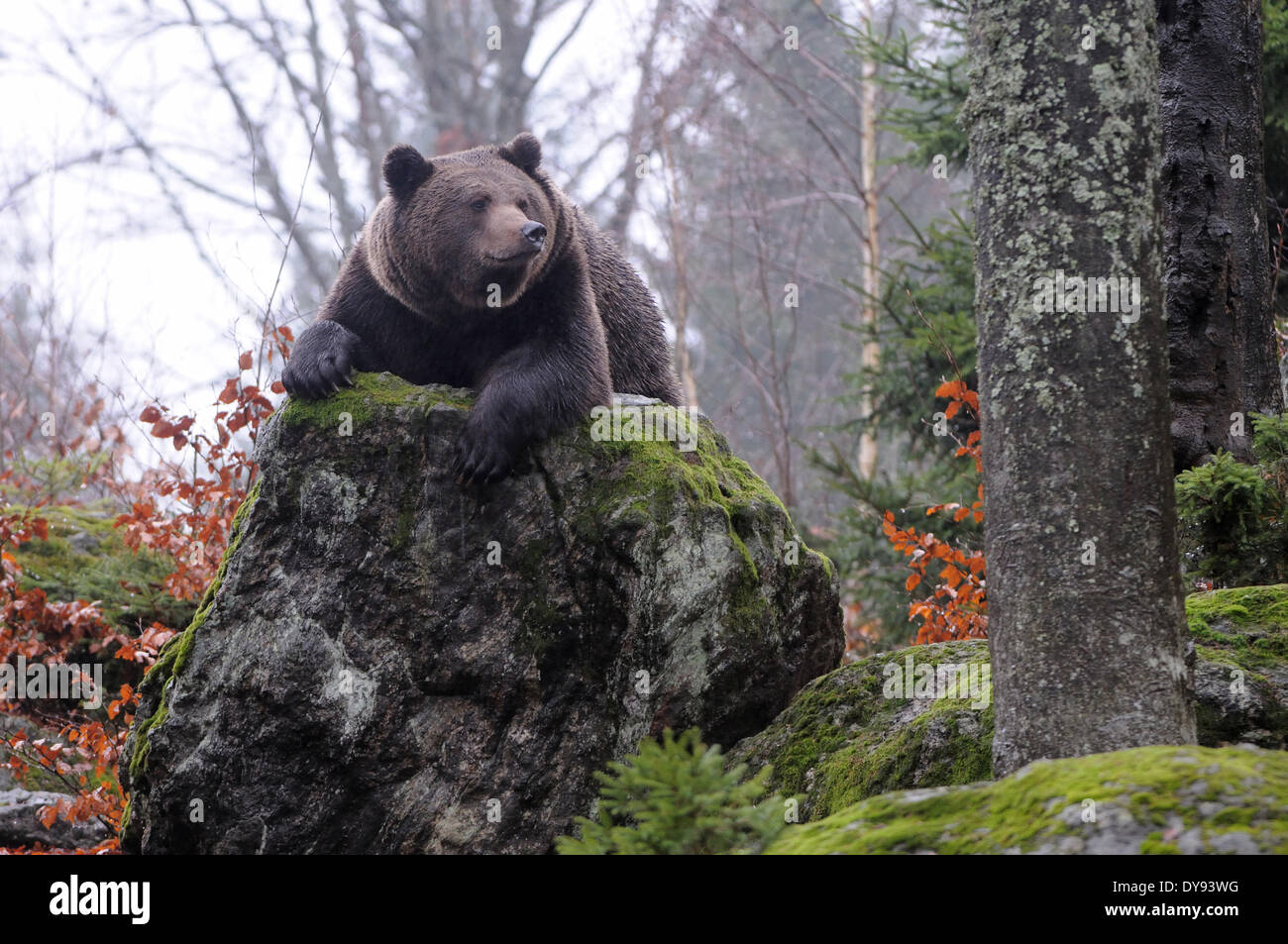 Brown bear European bear European brown bear predator Ursus arctos bear ...