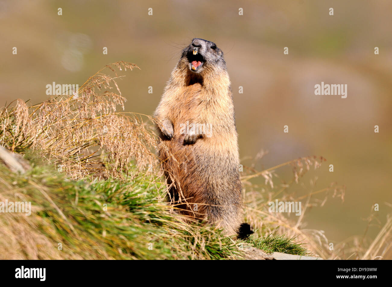 Groundhog rodent Alpine groundhog gopher Mankei Marmota autumn ...