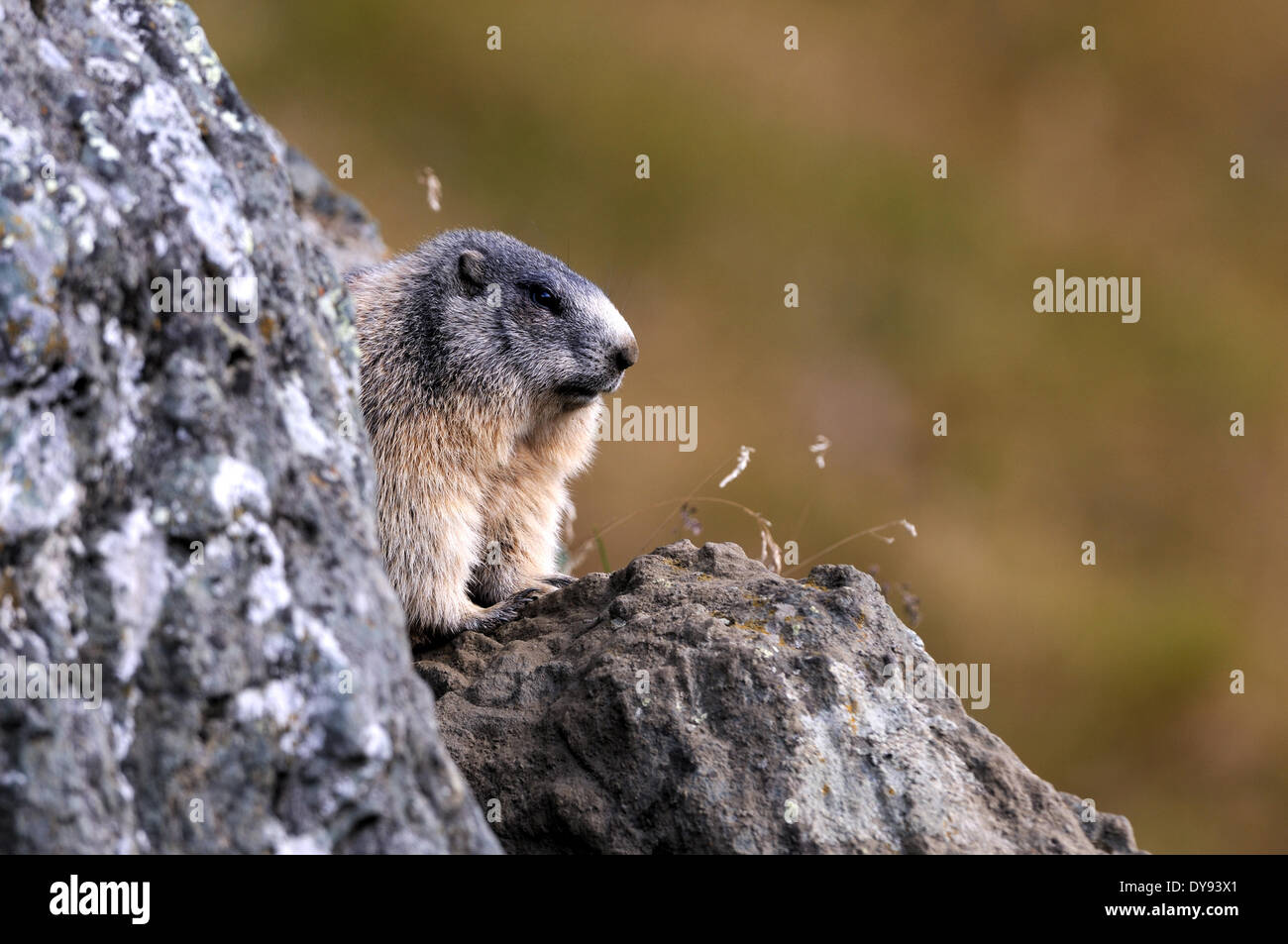 Groundhog rodent Alpine groundhog gopher Mankei Marmota autumn ...