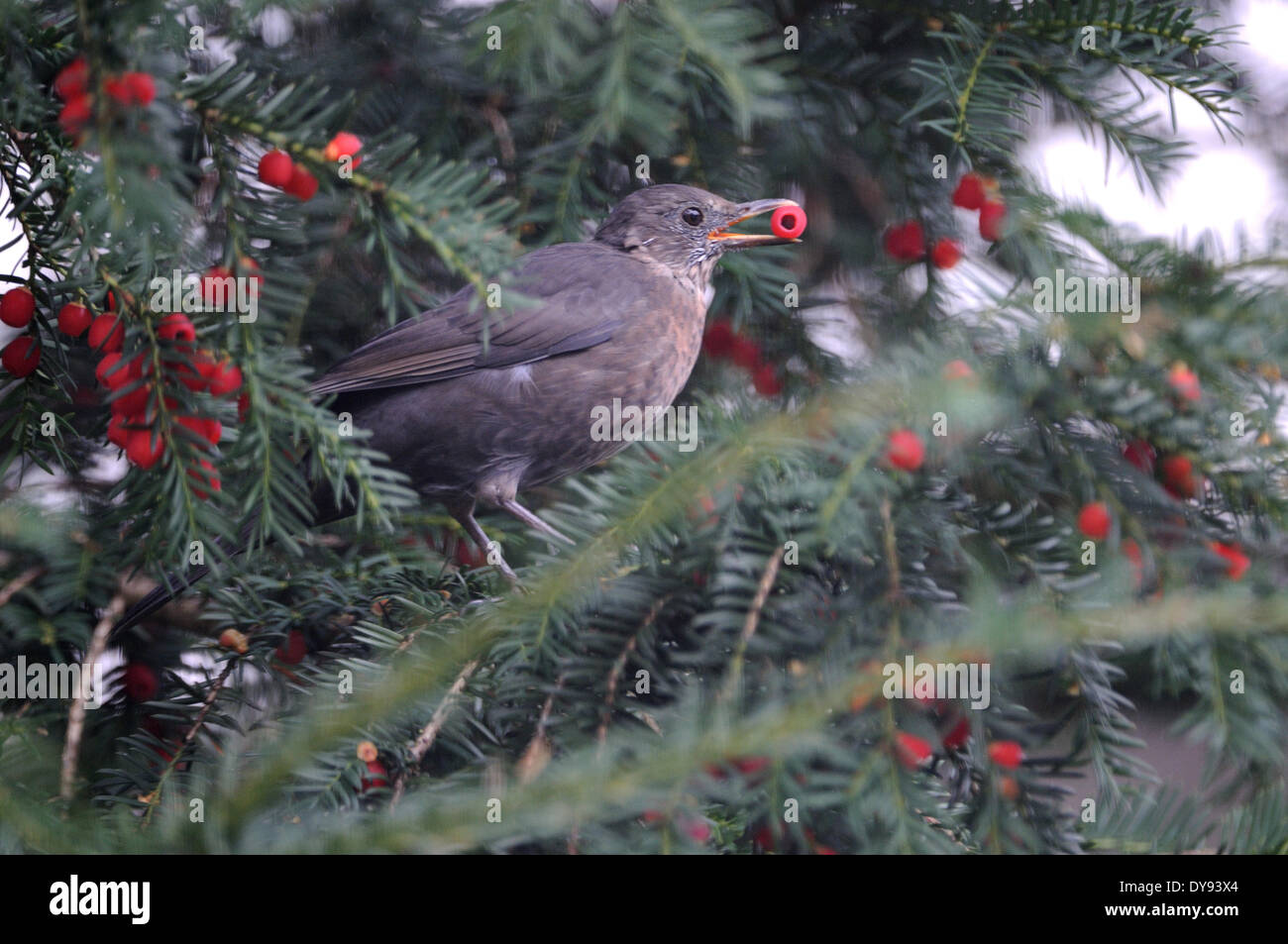 Blackbird Eurasian blackbird bird Turdus merula thrush throstle ...