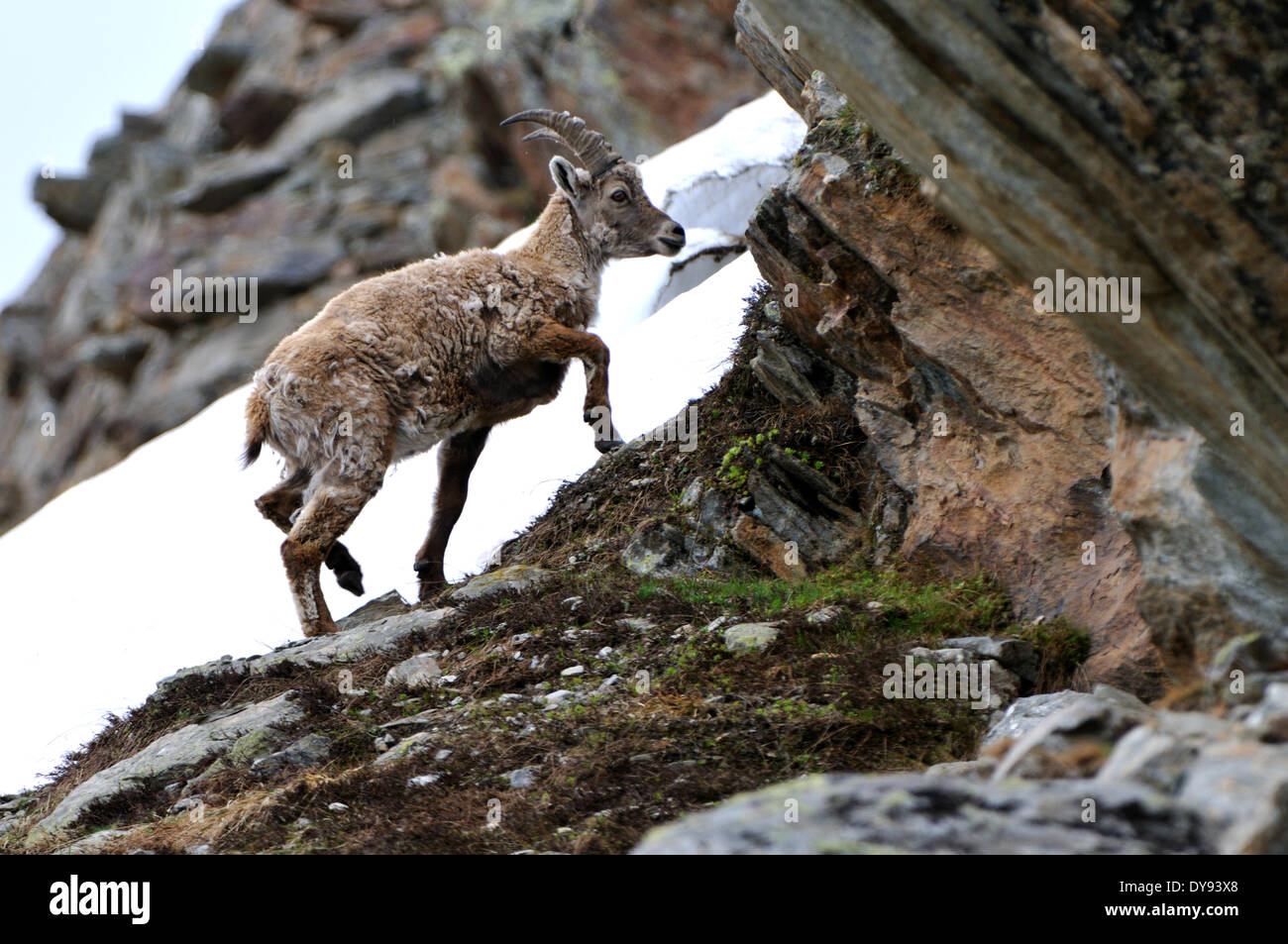 Capricorn Ibex mountain goat cloven-hoofed animal horns Bovidae goat ...