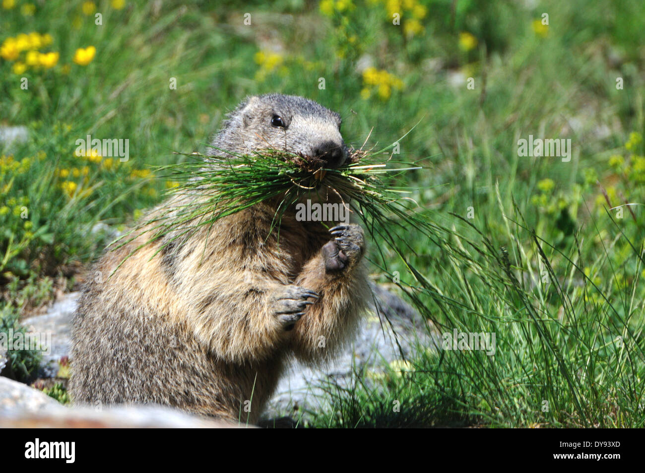 Groundhog, rodent, Alpine groundhog, gopher, Mankei, Marmota, animal ...