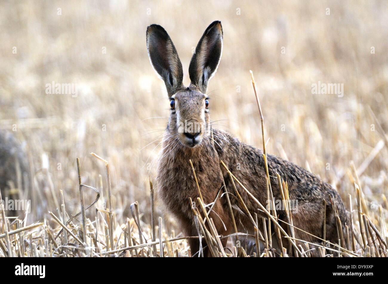 Hare Rabbit Lepus europaeus Pallas brown hare bunny lamp stubble field ...