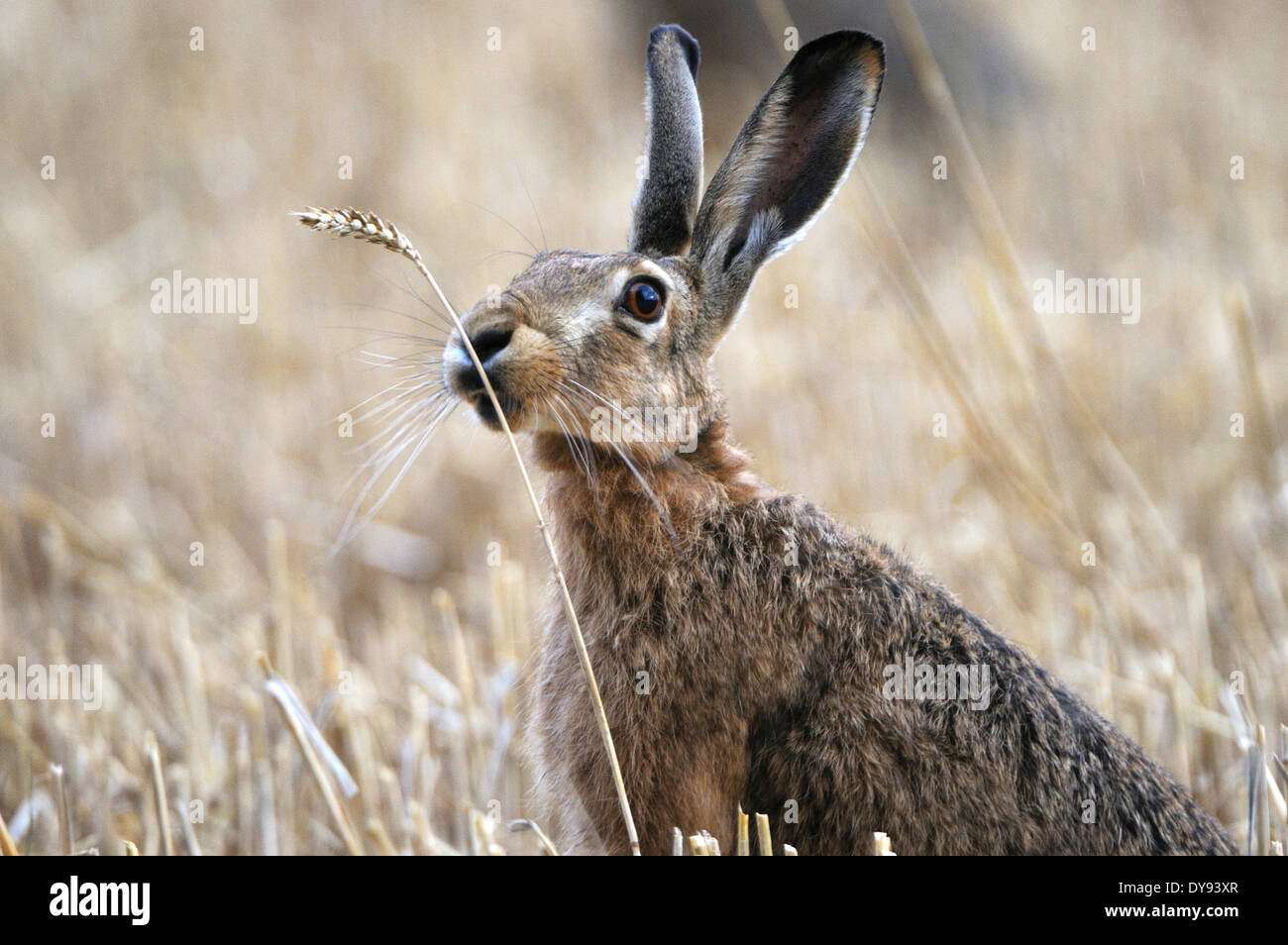 Hare Rabbit Lepus europaeus Pallas brown hare bunny lamp stubble field ...