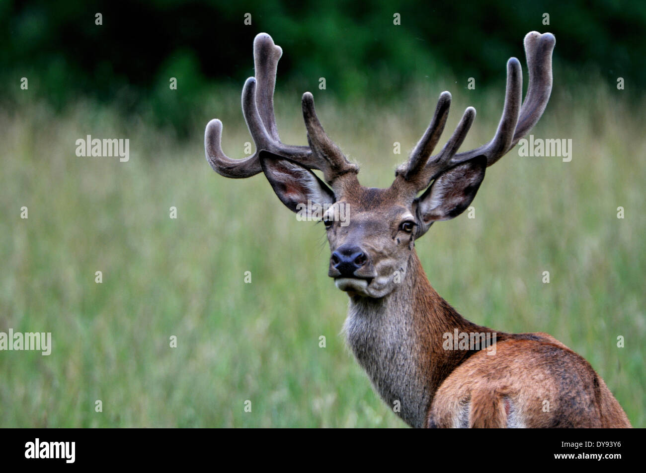Red deer antlers antler Cervid Cervus elaphus deer stag stags hoofed ...