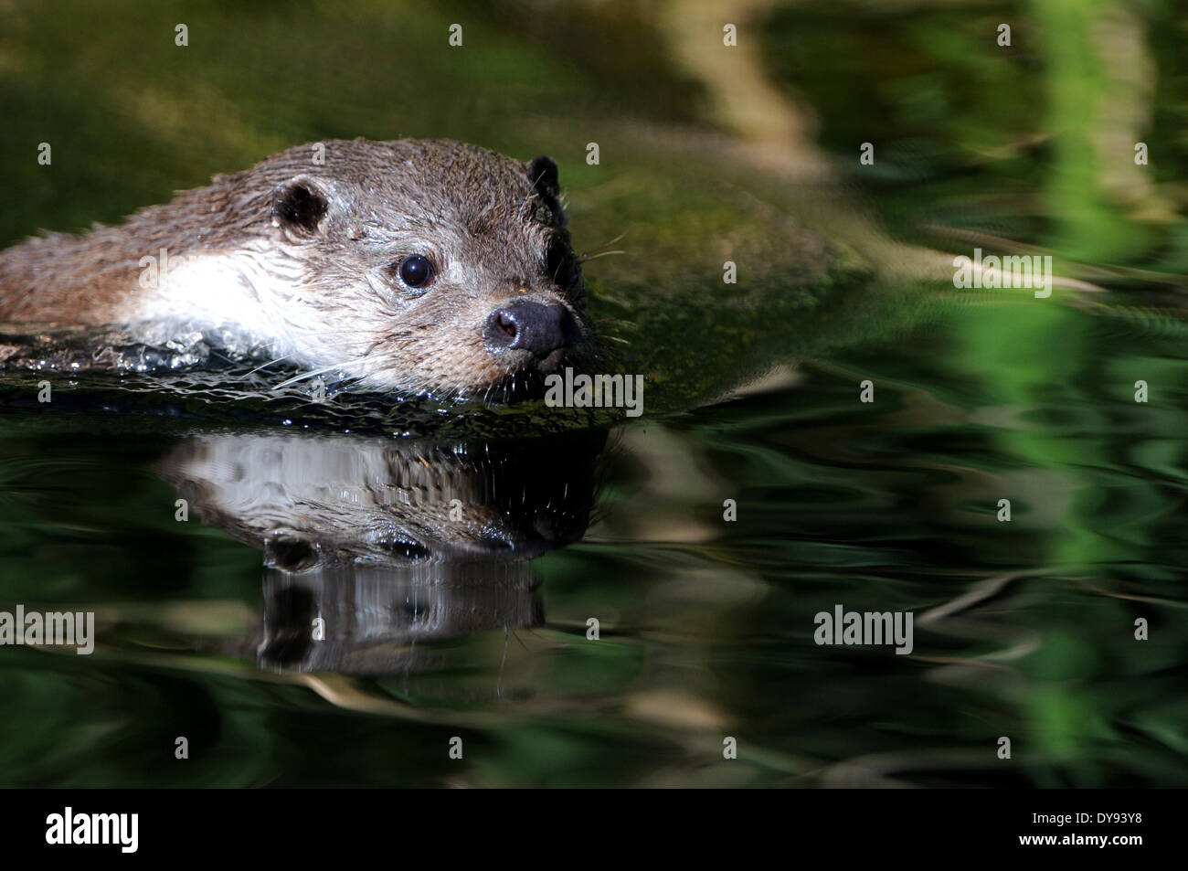 Otter Lutra lutra hairy-nosed otter mustelidae martens predators canids ...
