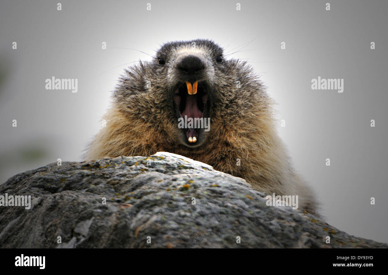 Yawning animal hi-res stock photography and images - Alamy